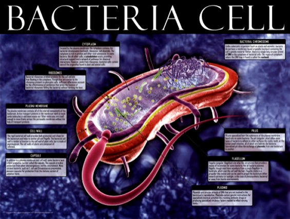Bacteria Posters School